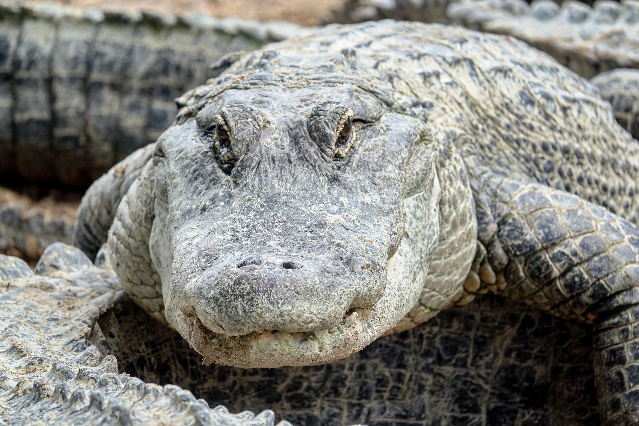 Explore Alligator Alcatraz: The Immigrant Prison Legacy