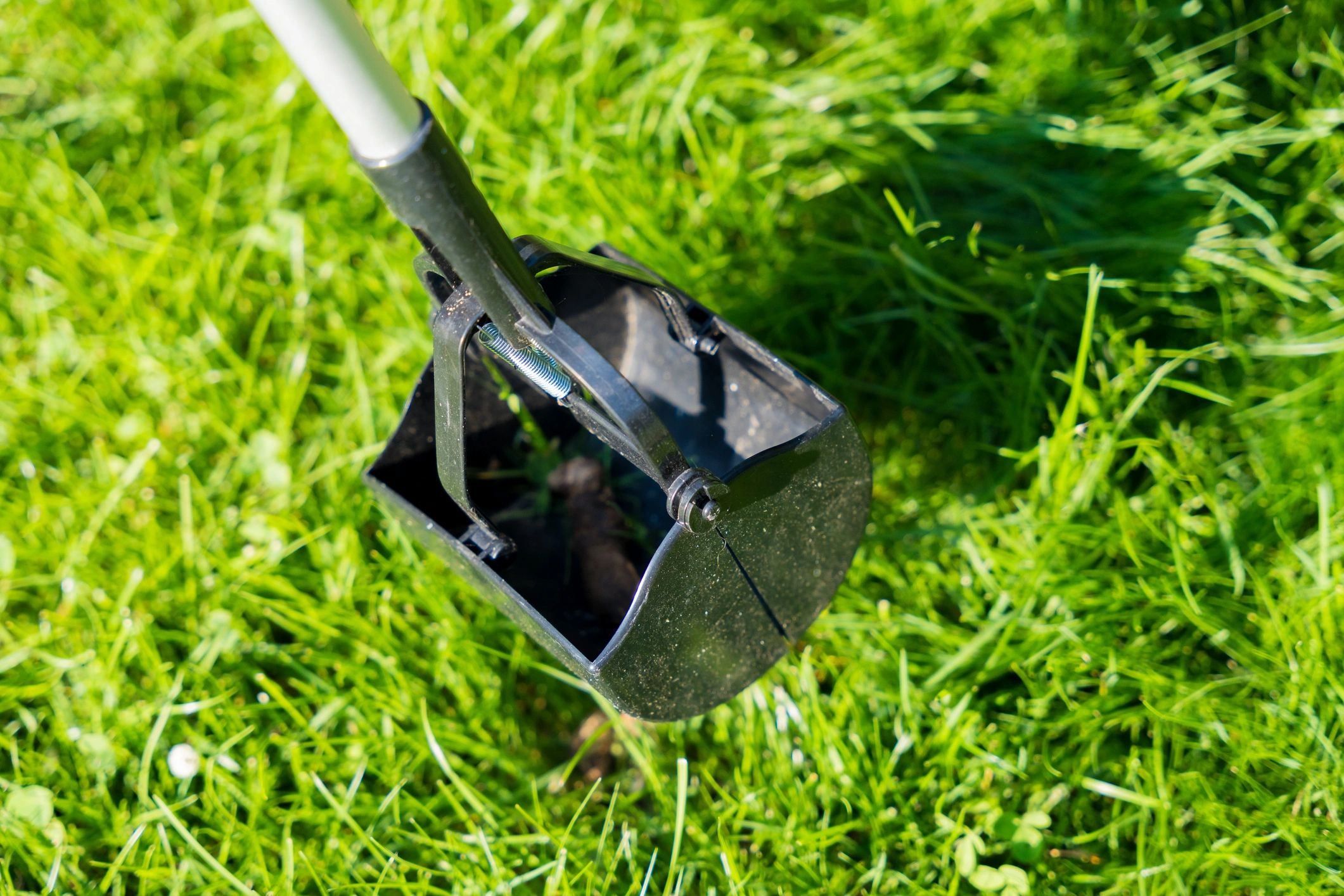 Why Poop Removal Matters | TURD BUSTERS