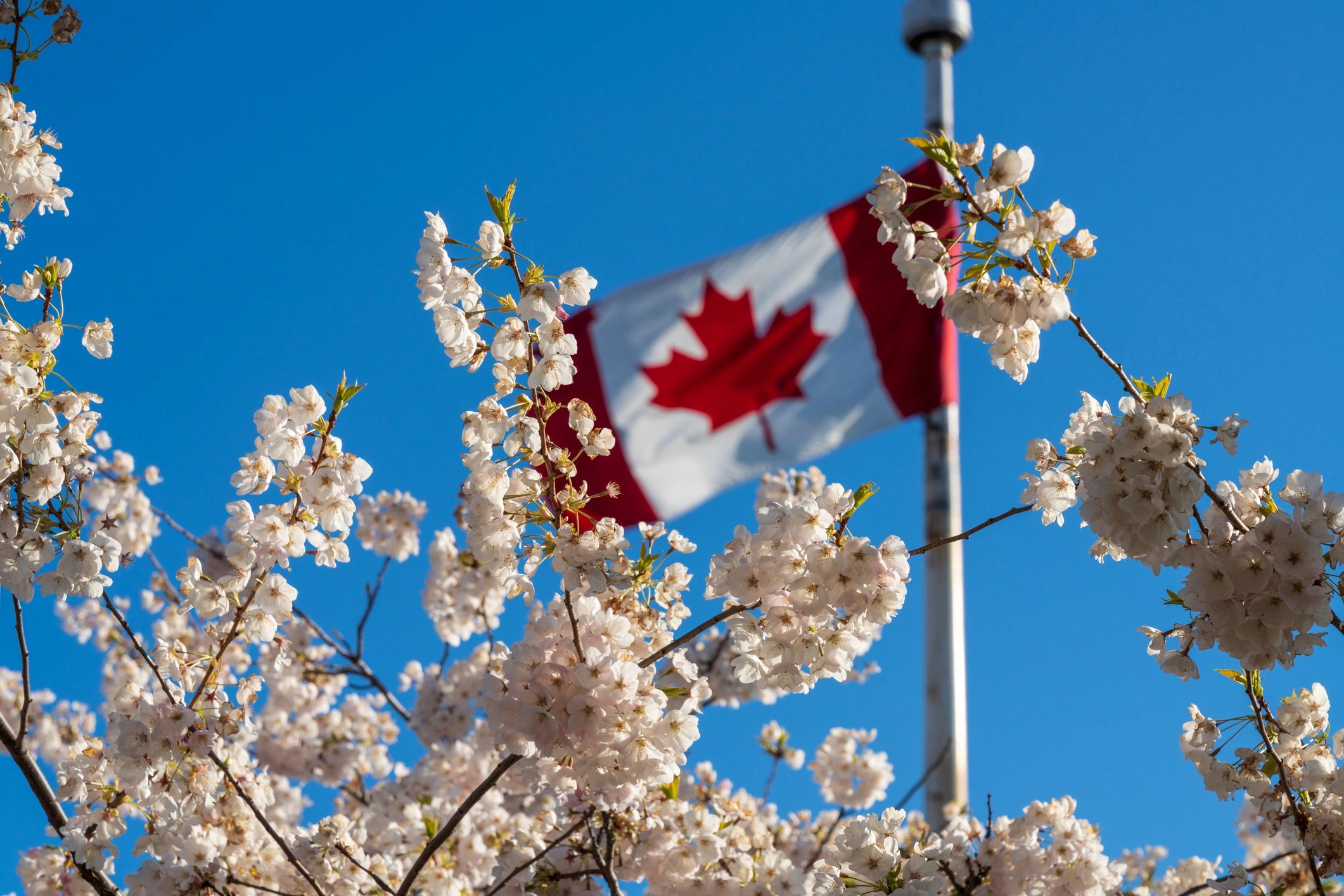 Northern Roots Medical Group