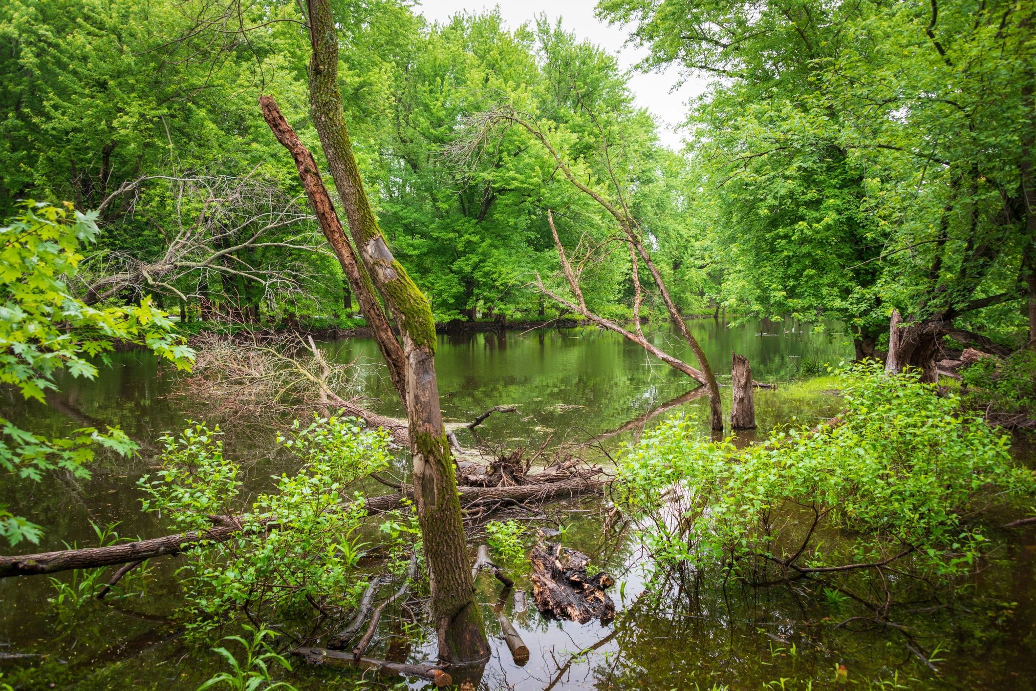 LAKE WHITEHURST WEST CIVIC LEAGUE