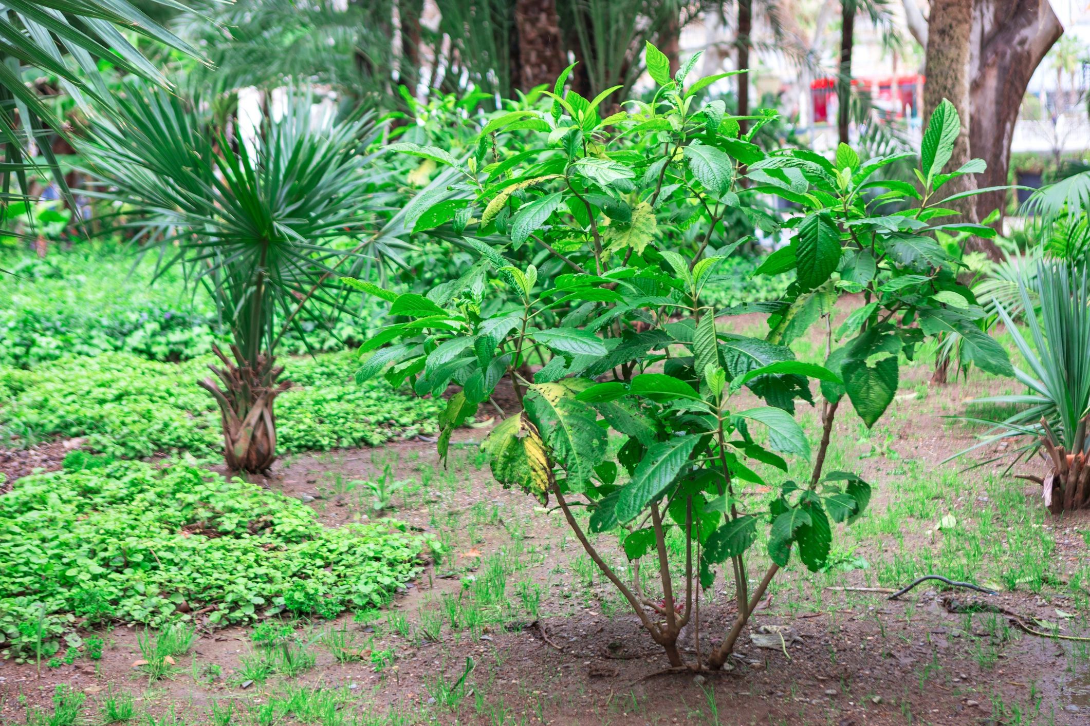 Global Botanical