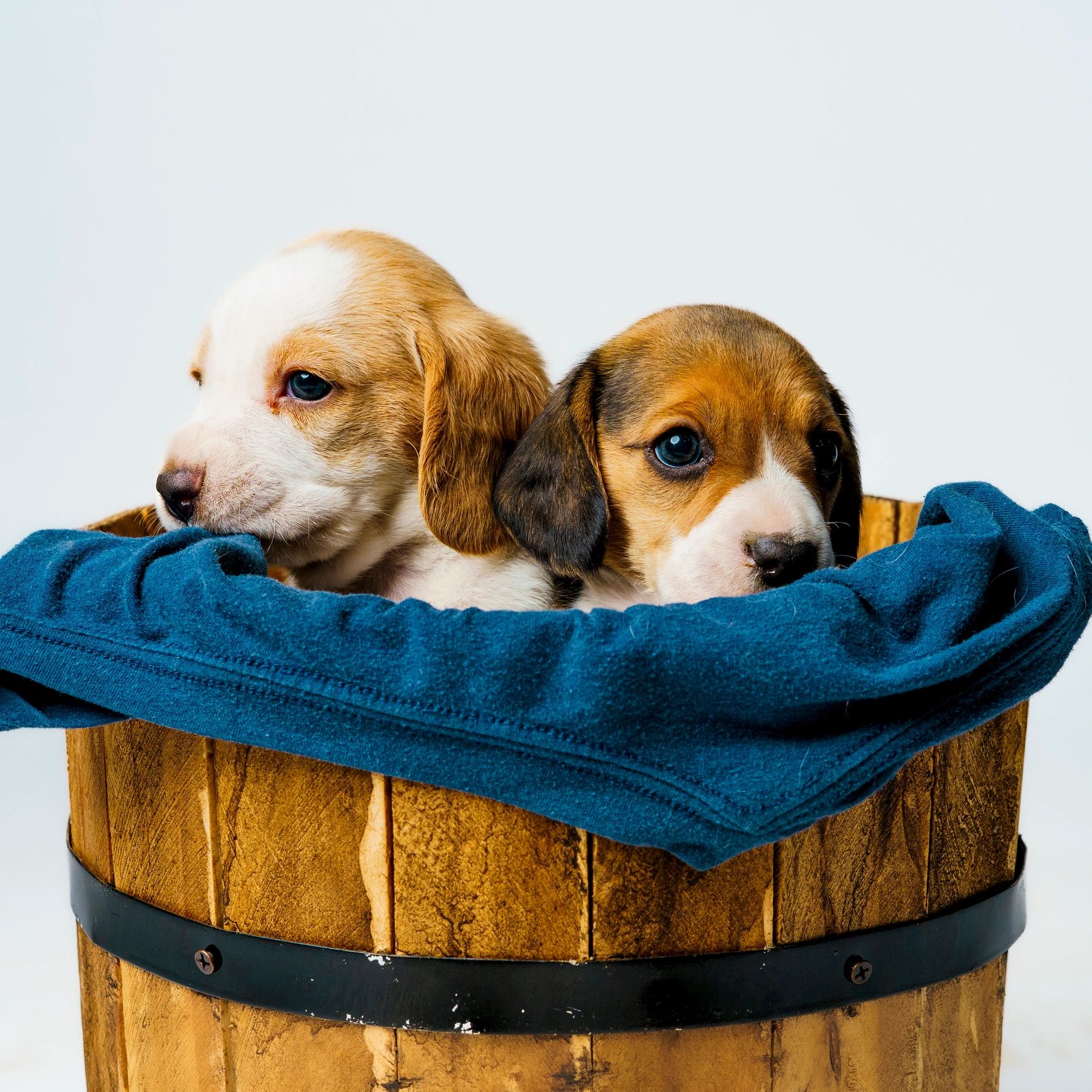 Pupella Puppies Home