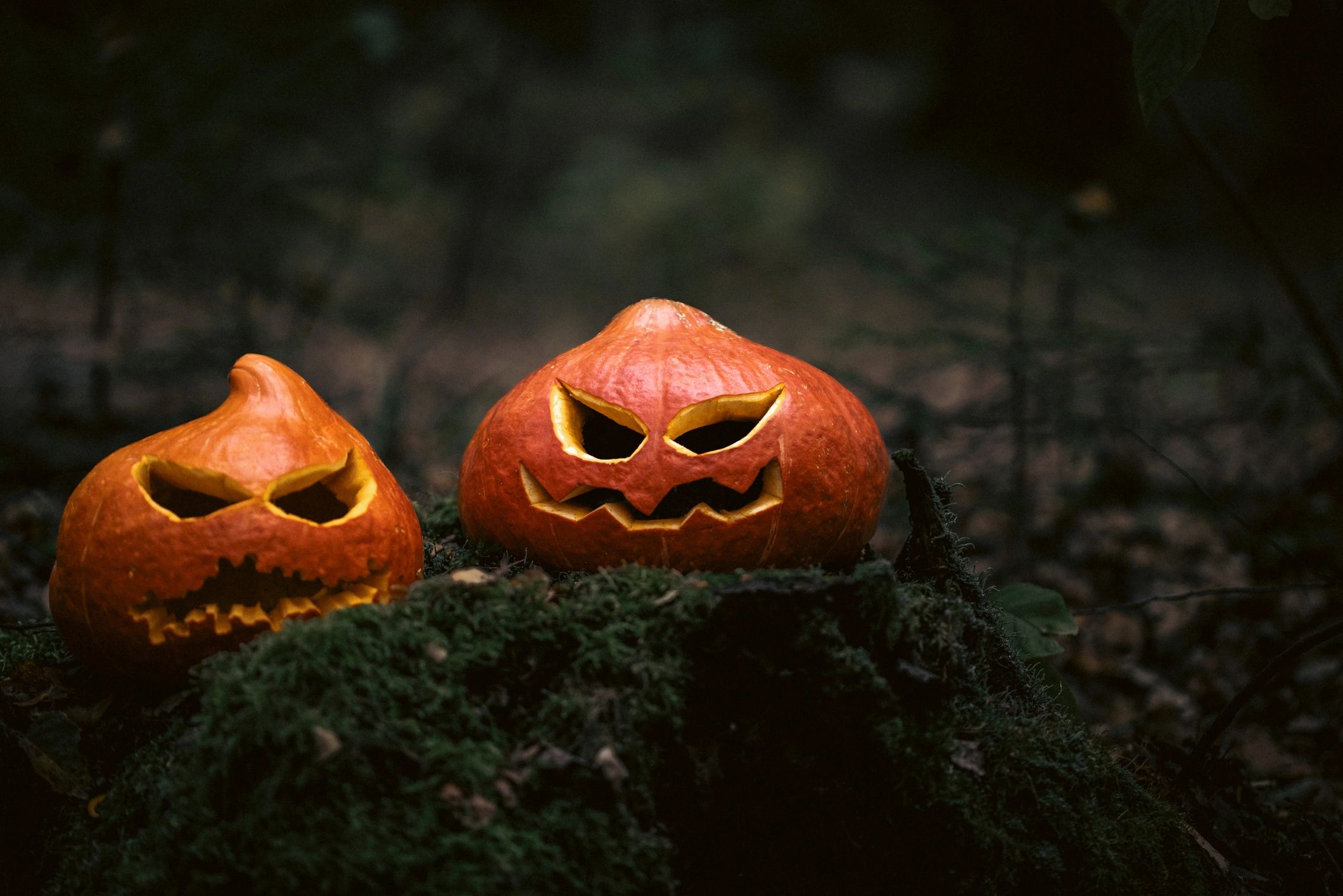 Mini Pumpkin Is Judging You