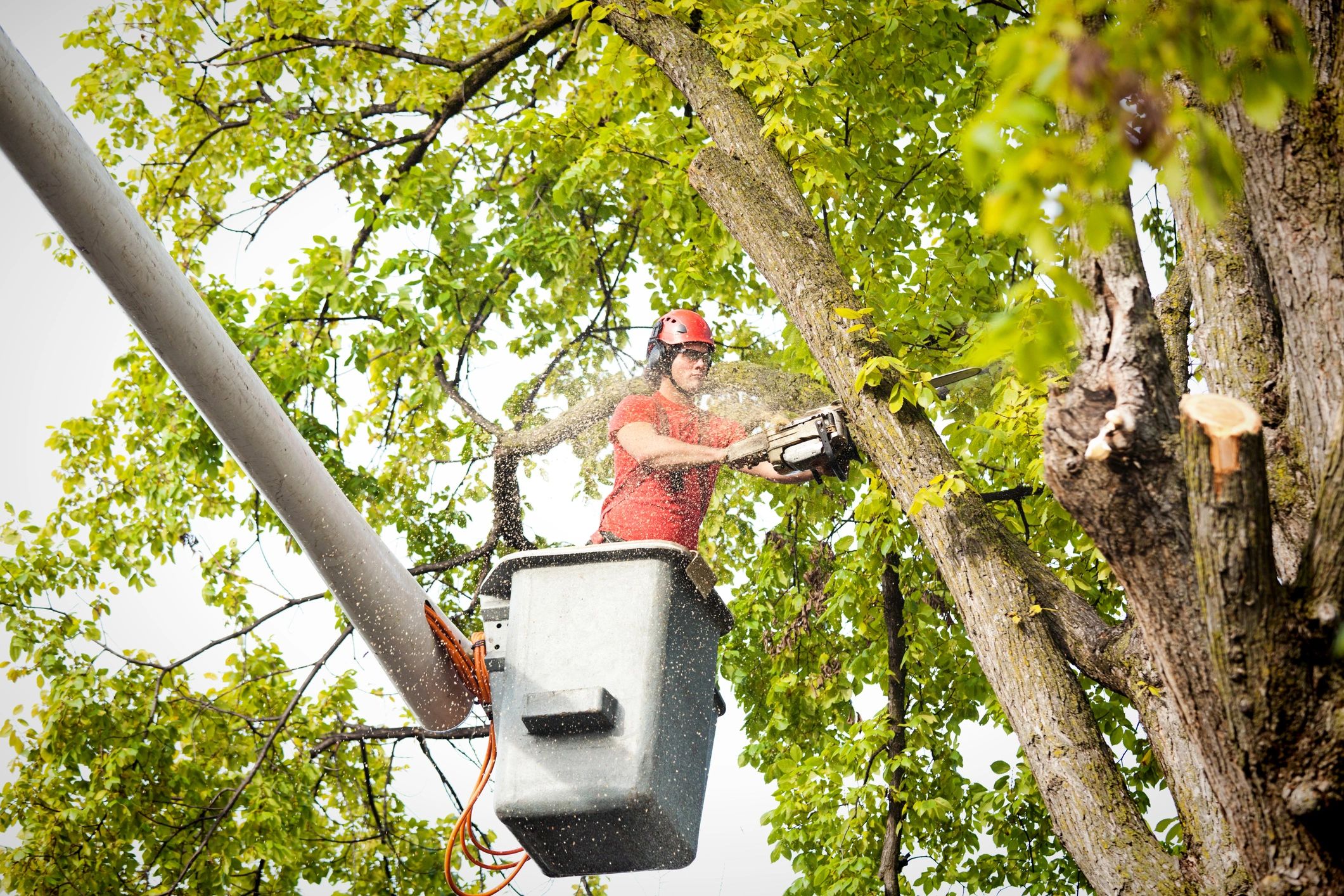 Tree Cutting Service | Lawn Care | Landscape Service Company - Albion ...