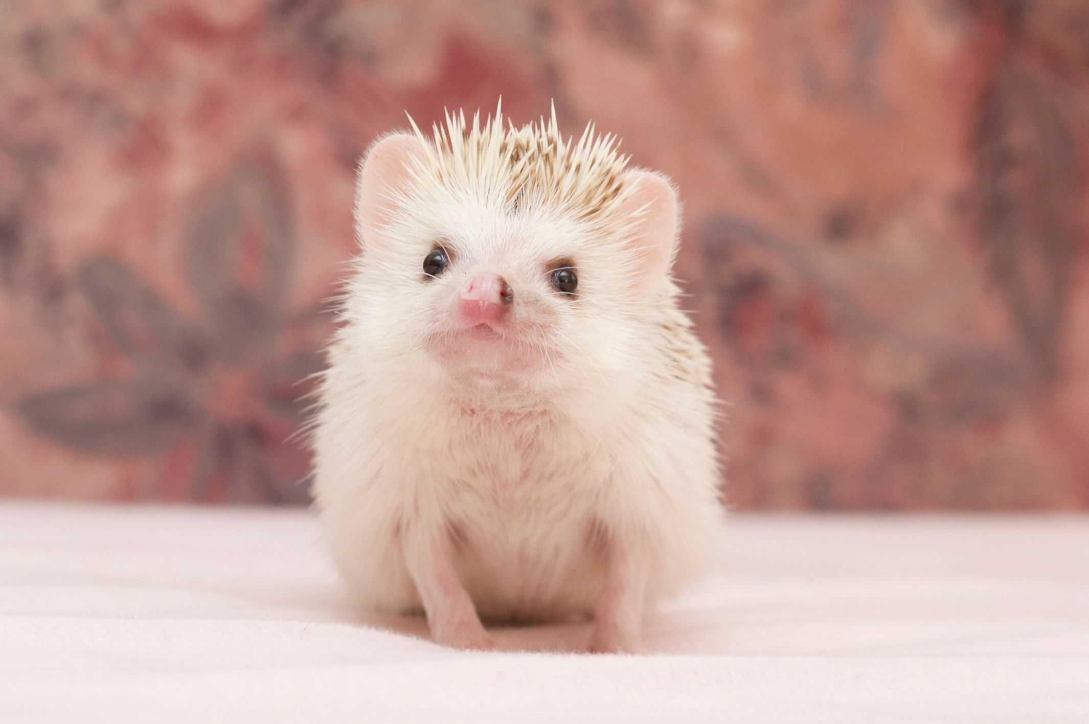 Adopt a Pet Hedgehog at Huff N' Puff Hedgehog Rescue
