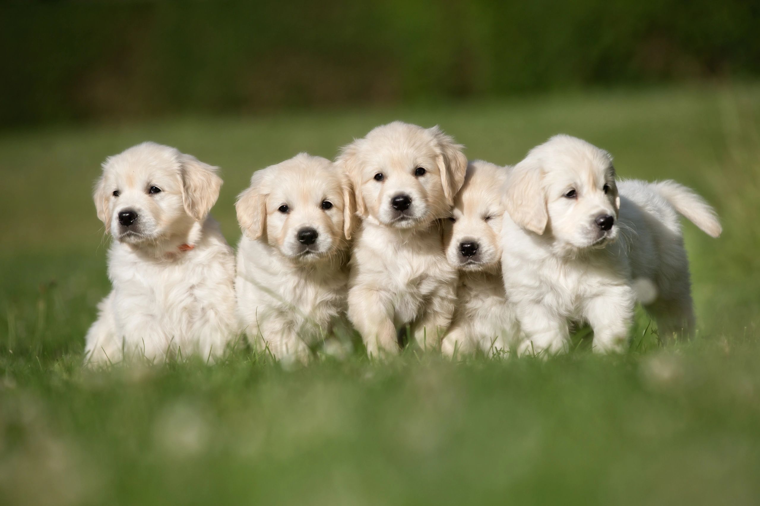 DJ Golden Retriever Puppies