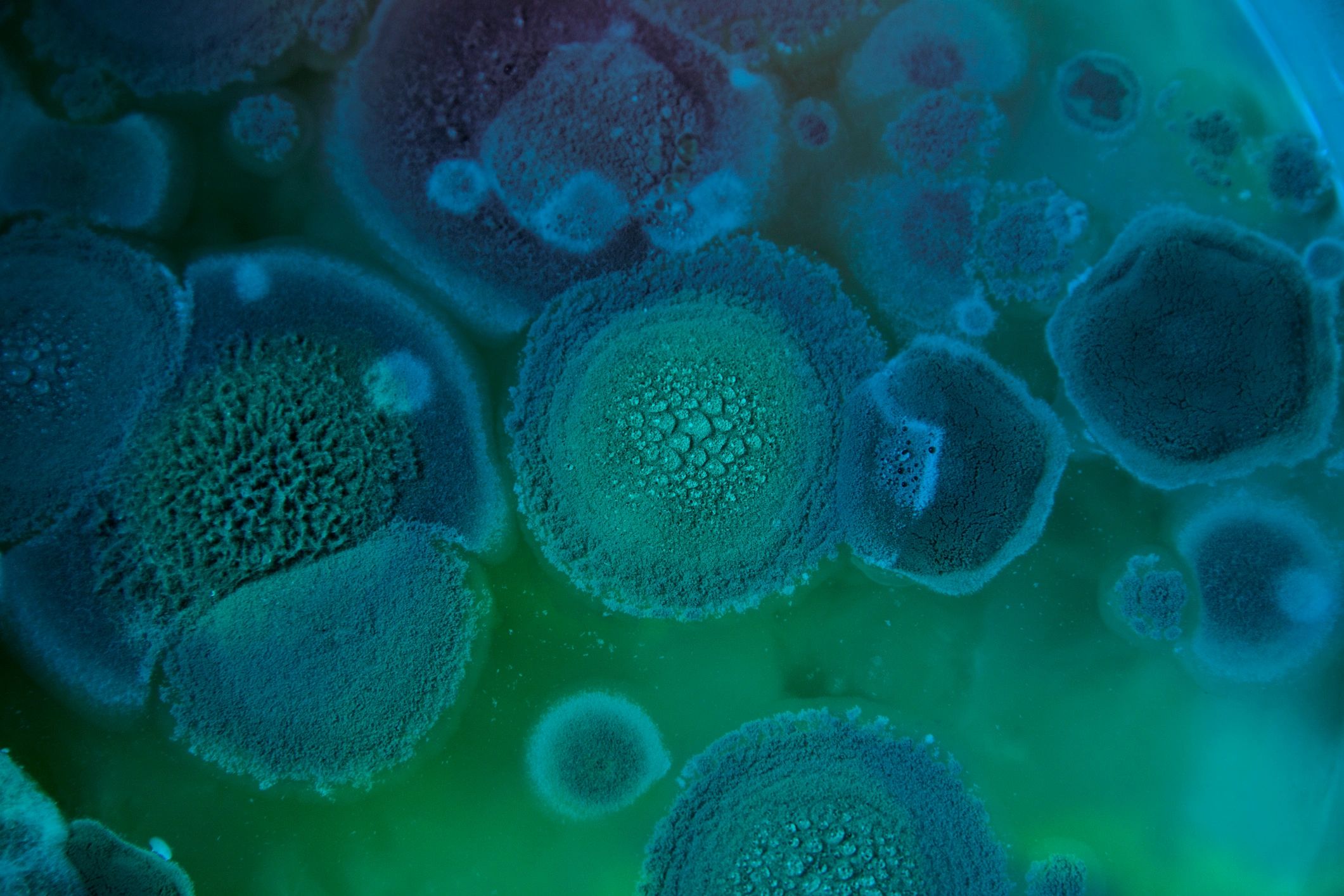 Mycological Spectrum