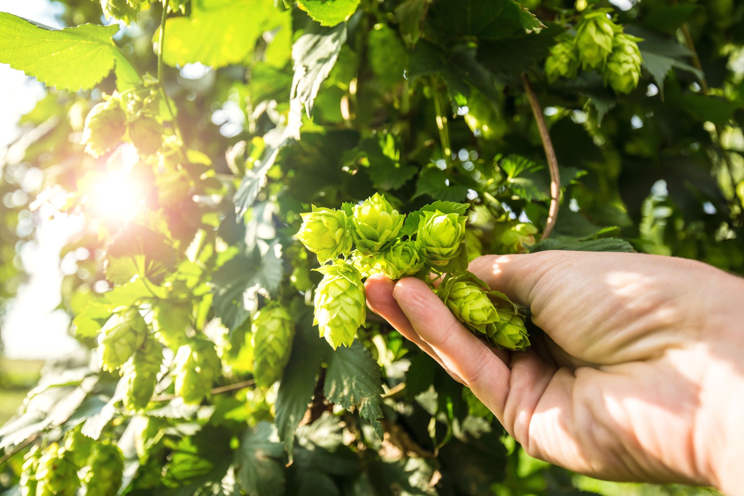 Craft Brewer Hops: Discover the Best Missouri Hop Varieties