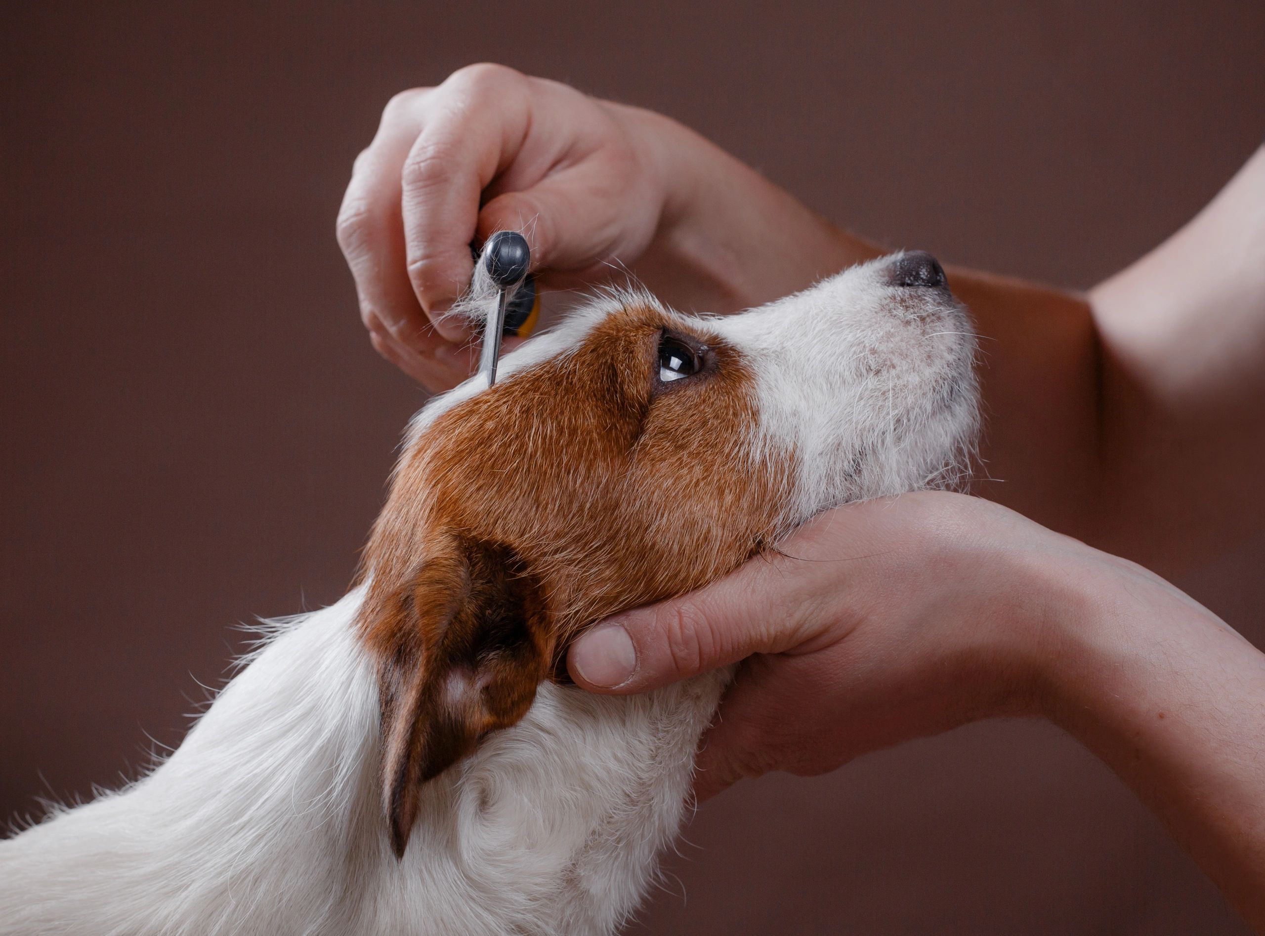 The Dog Stylist