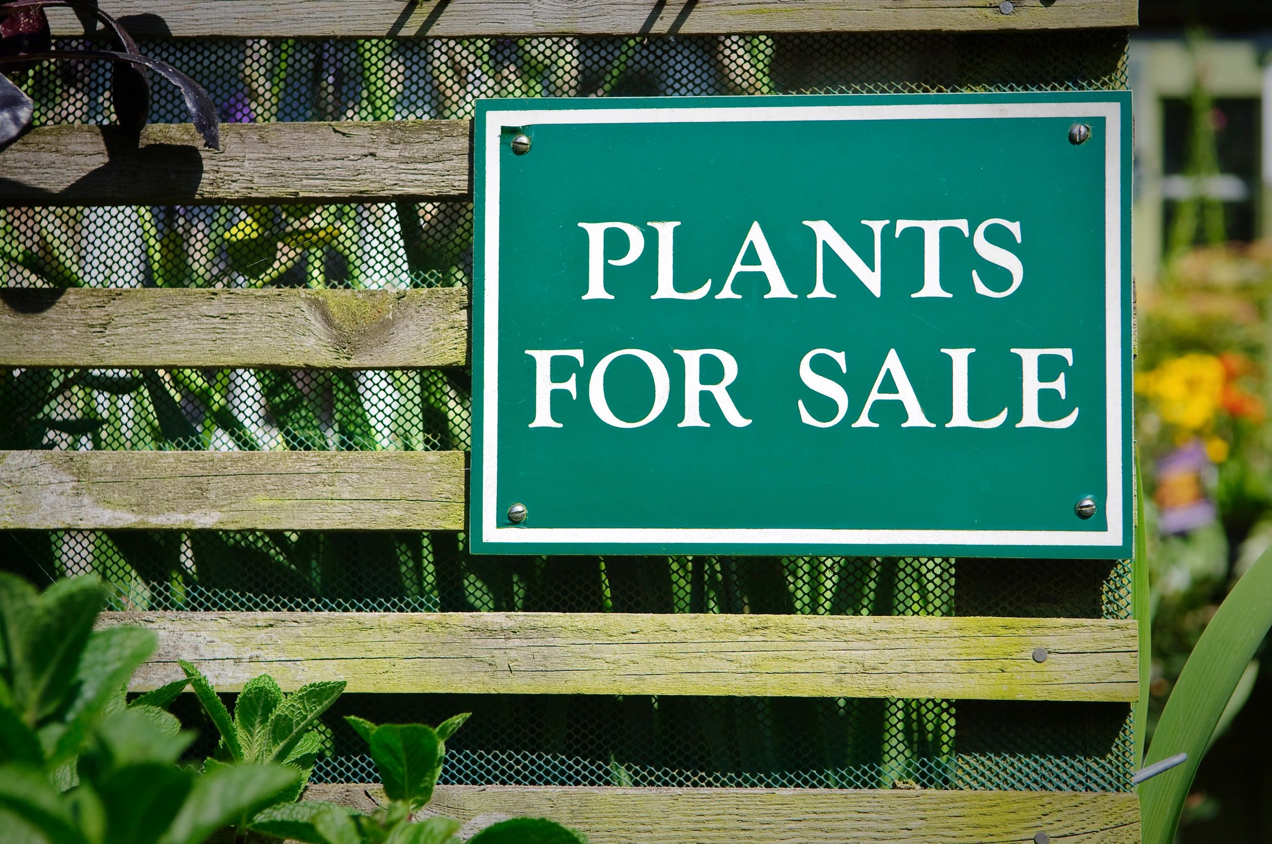 Buy Live Plants Online | Healthy Indoor Plants Delivered