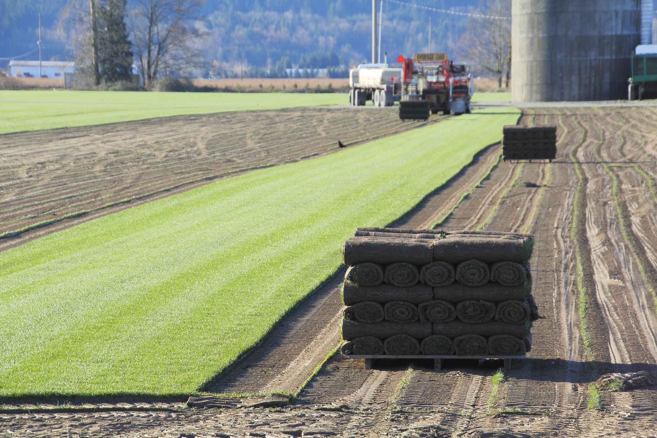 Shop Turf Sod | Alltek Turf Sod Farm Grass Pickup Delivery Installation