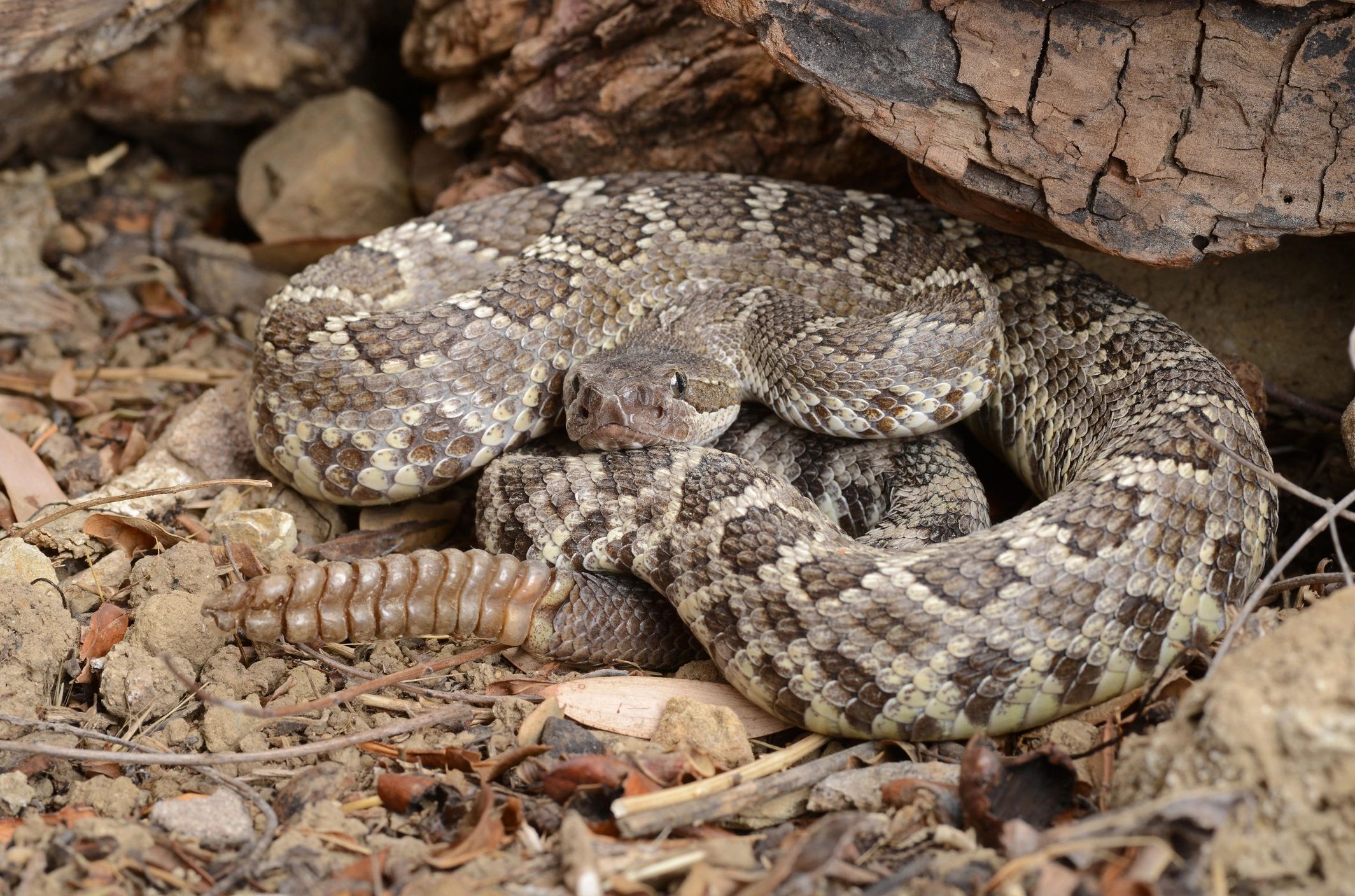 Expert Snake Fencing Solutions for Effective Snake Control