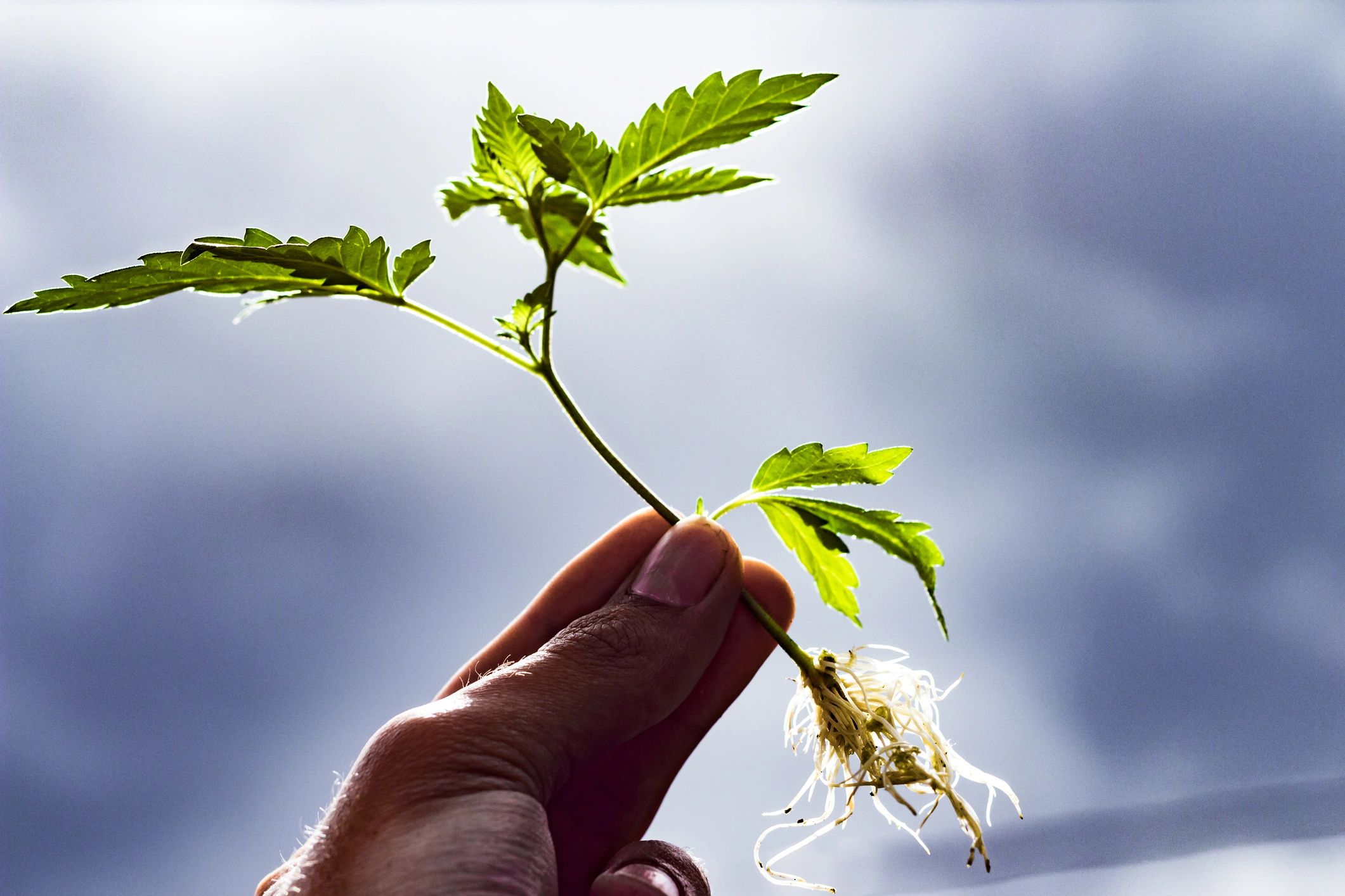 Mastering Cannabis Genetics Preservation