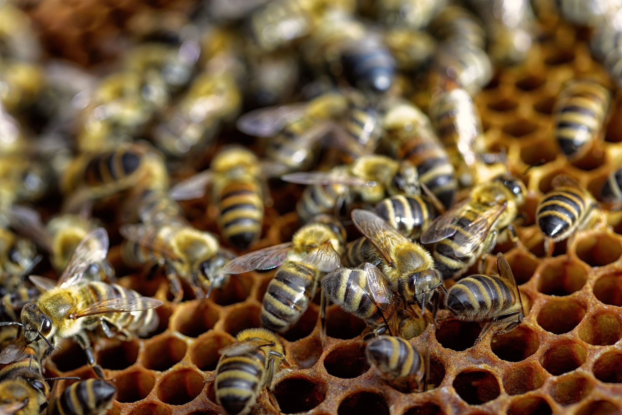 Georgia Bee Wranglers LLC