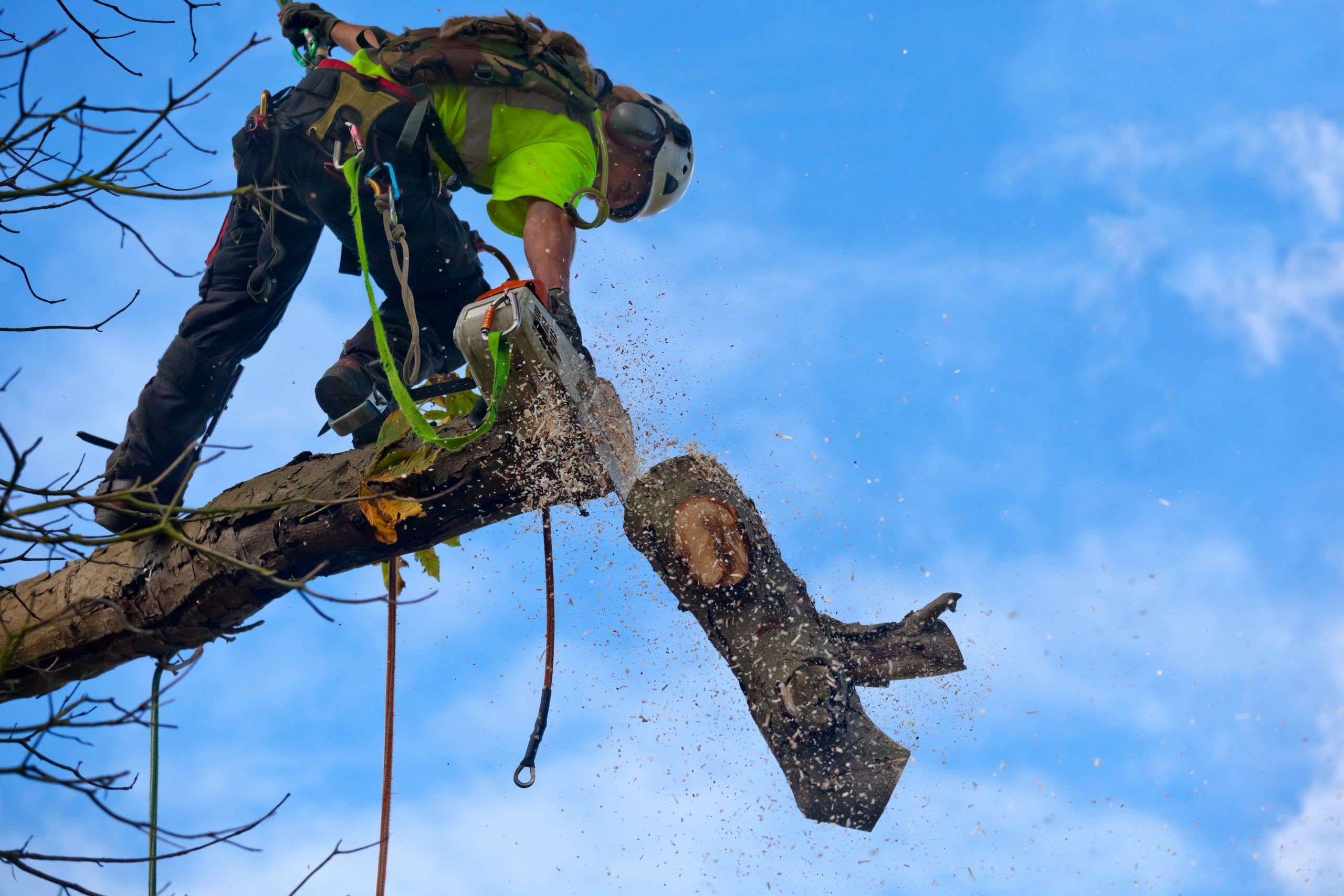 Expert Tree Removal Services | Veteran Tree and Landscape