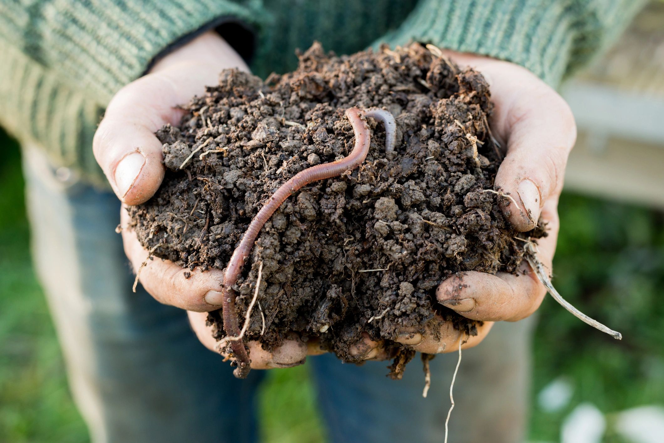 Sustainable Gardening Worms for Quality Worm Farm Kits