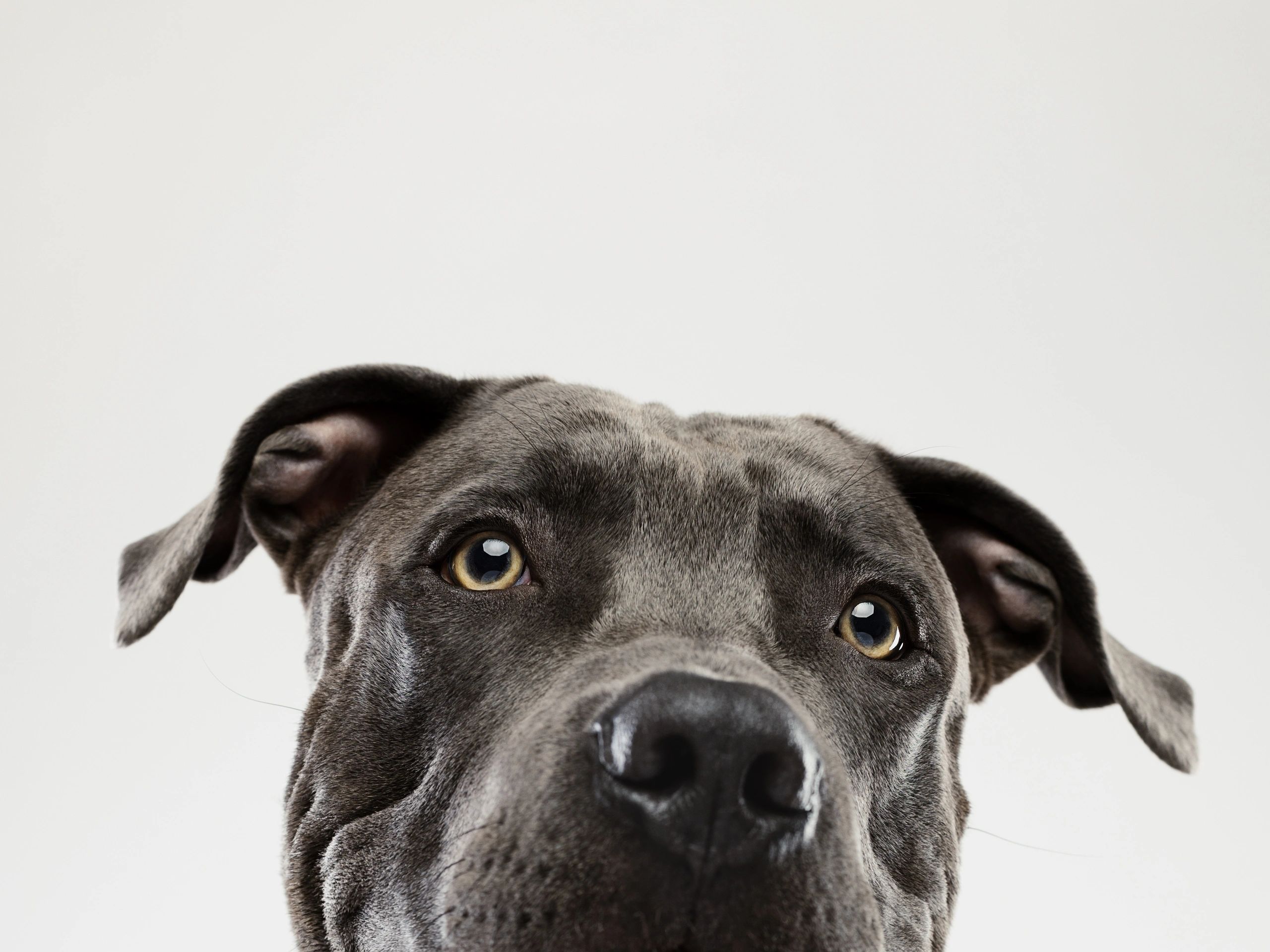 Hope Veterinary Hospital