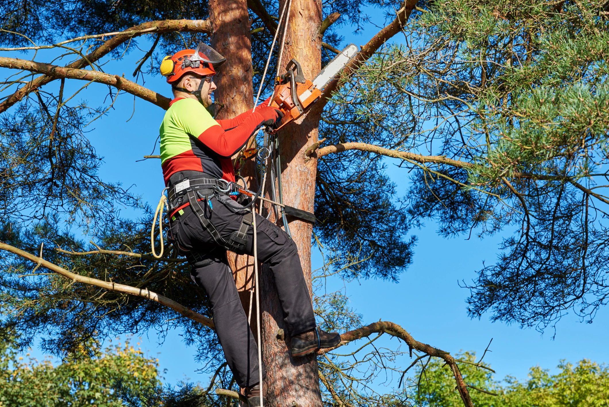 WC Jones Tree Service
