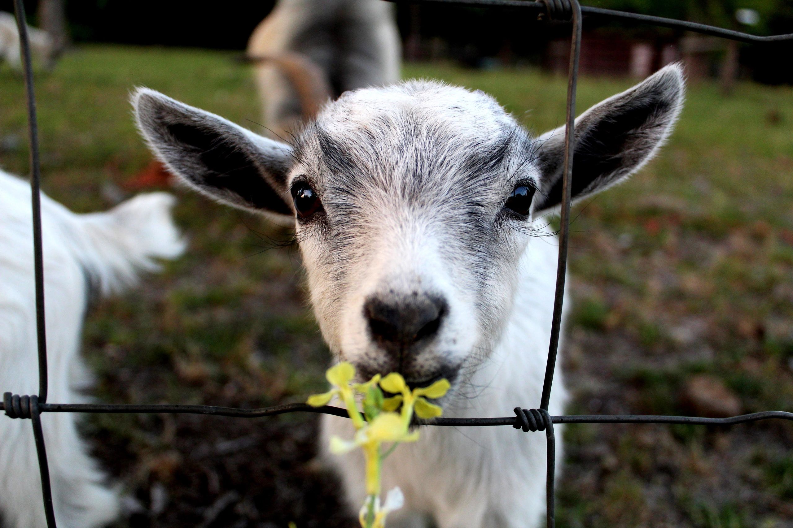 Weekly Suggestions for Calm and Comfort | The Kozy Goat