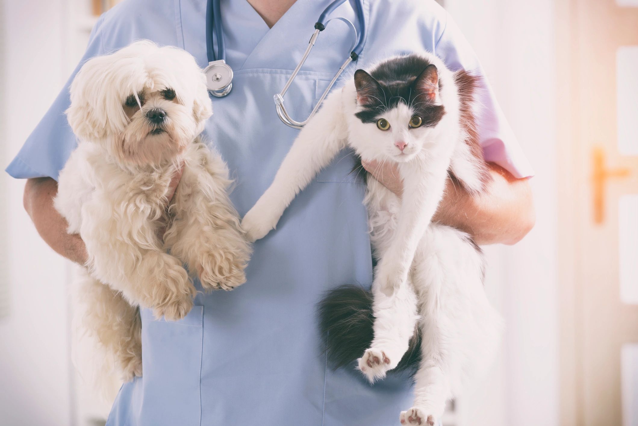 Home [animalaid.us]