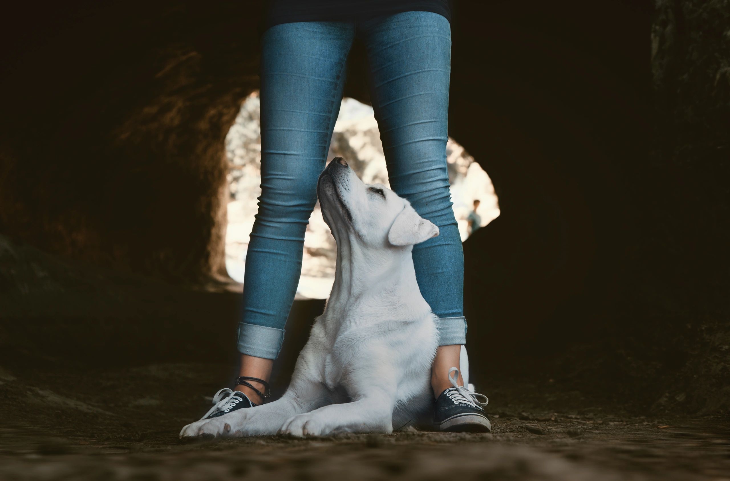 Ace K9 Training: Expert Dog Training in Charleston