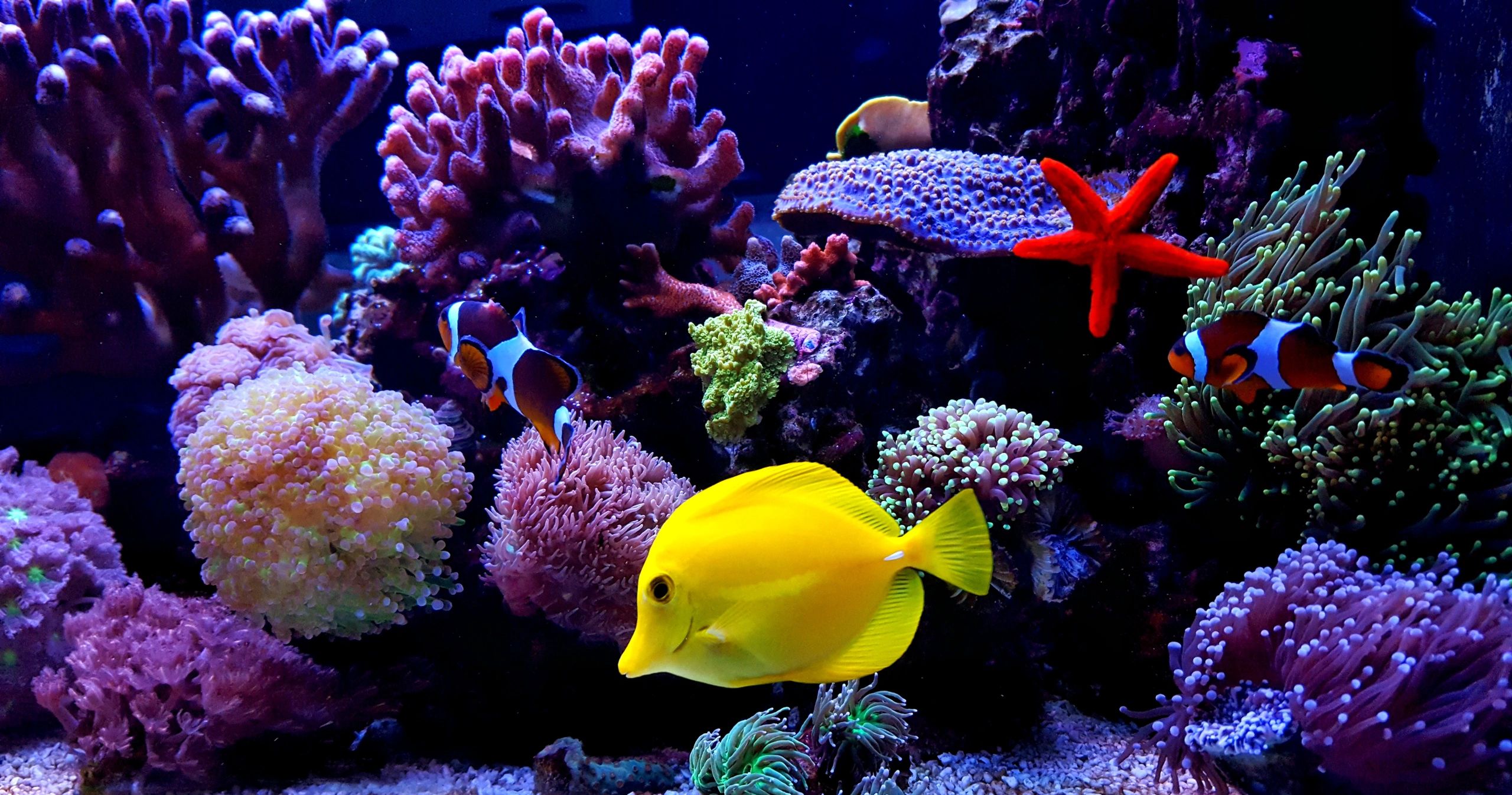 Explore the beauty of aquatic life and the fascinating world of Koi ponds