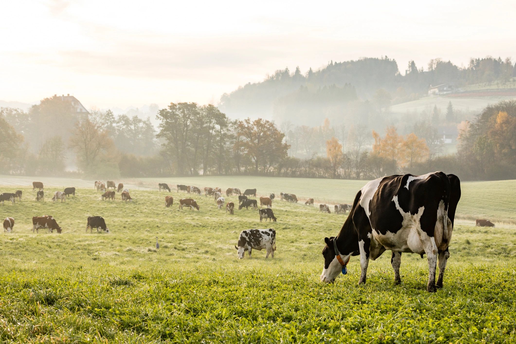 AACF Cow Earth