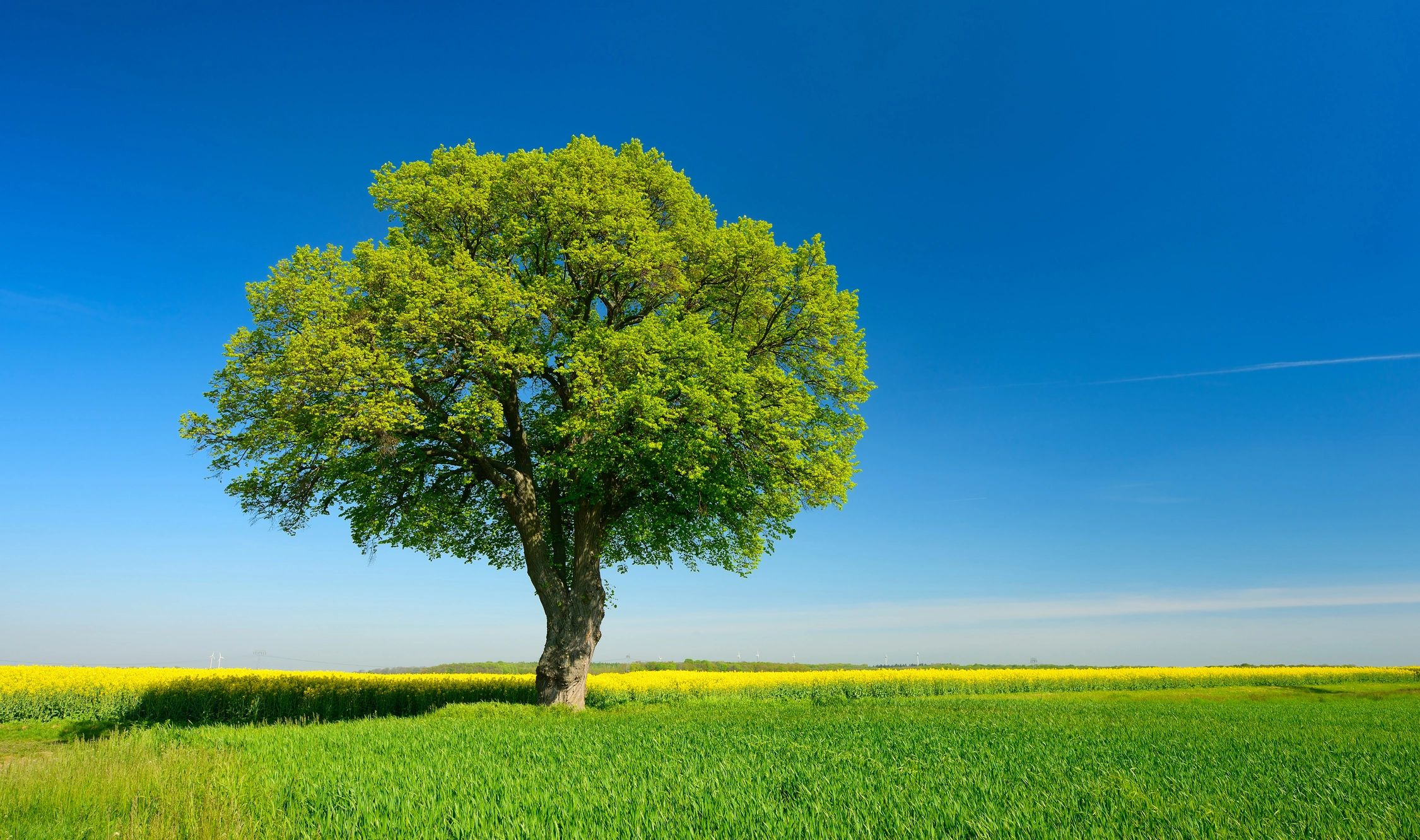 Youth-Adults Program