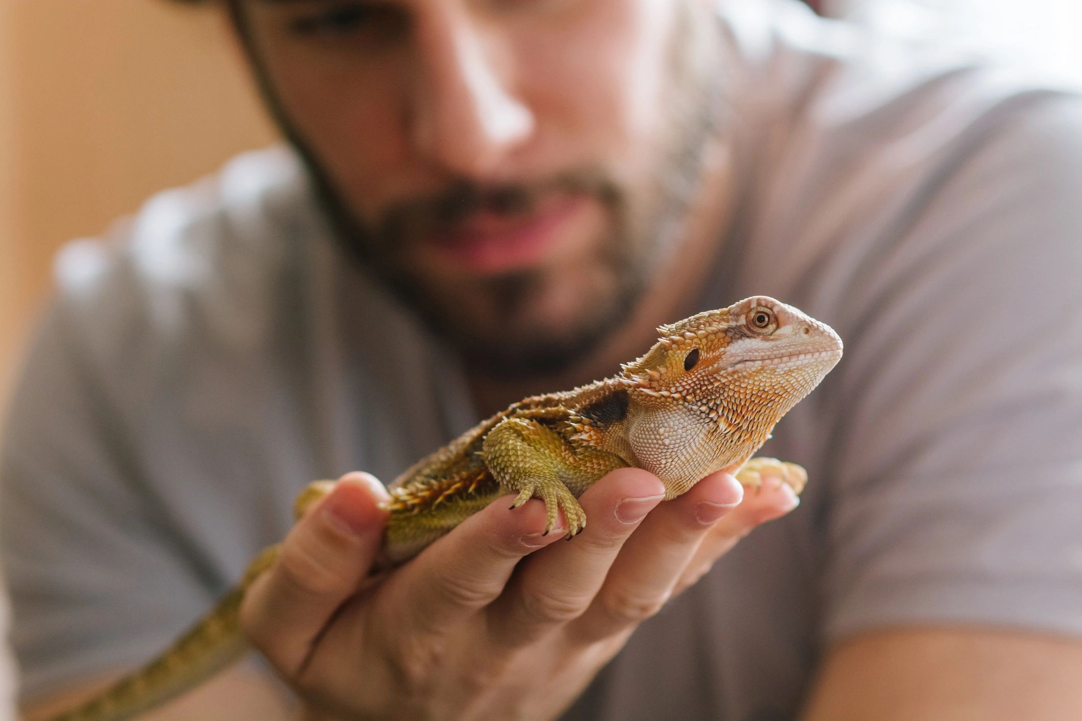 Top Quality Reptile Supplies for Your Lizard Needs