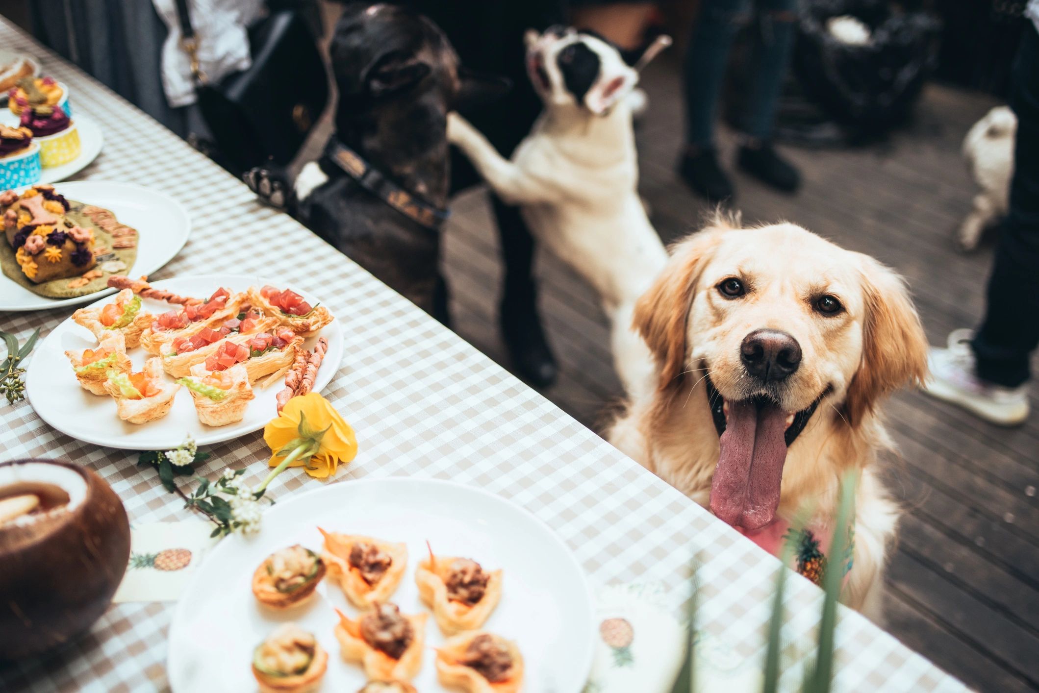 Dogs Eating Chips