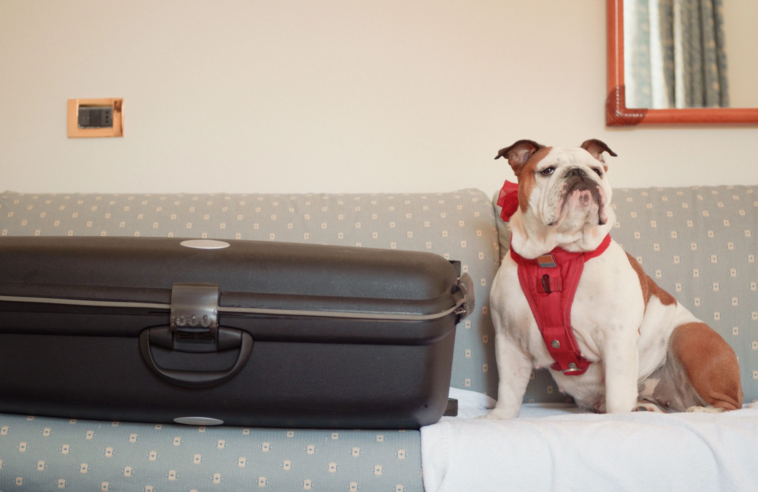 Daily Pet Boarding, Dog Day Care, Pet Day Care - The Pup Lodge ...