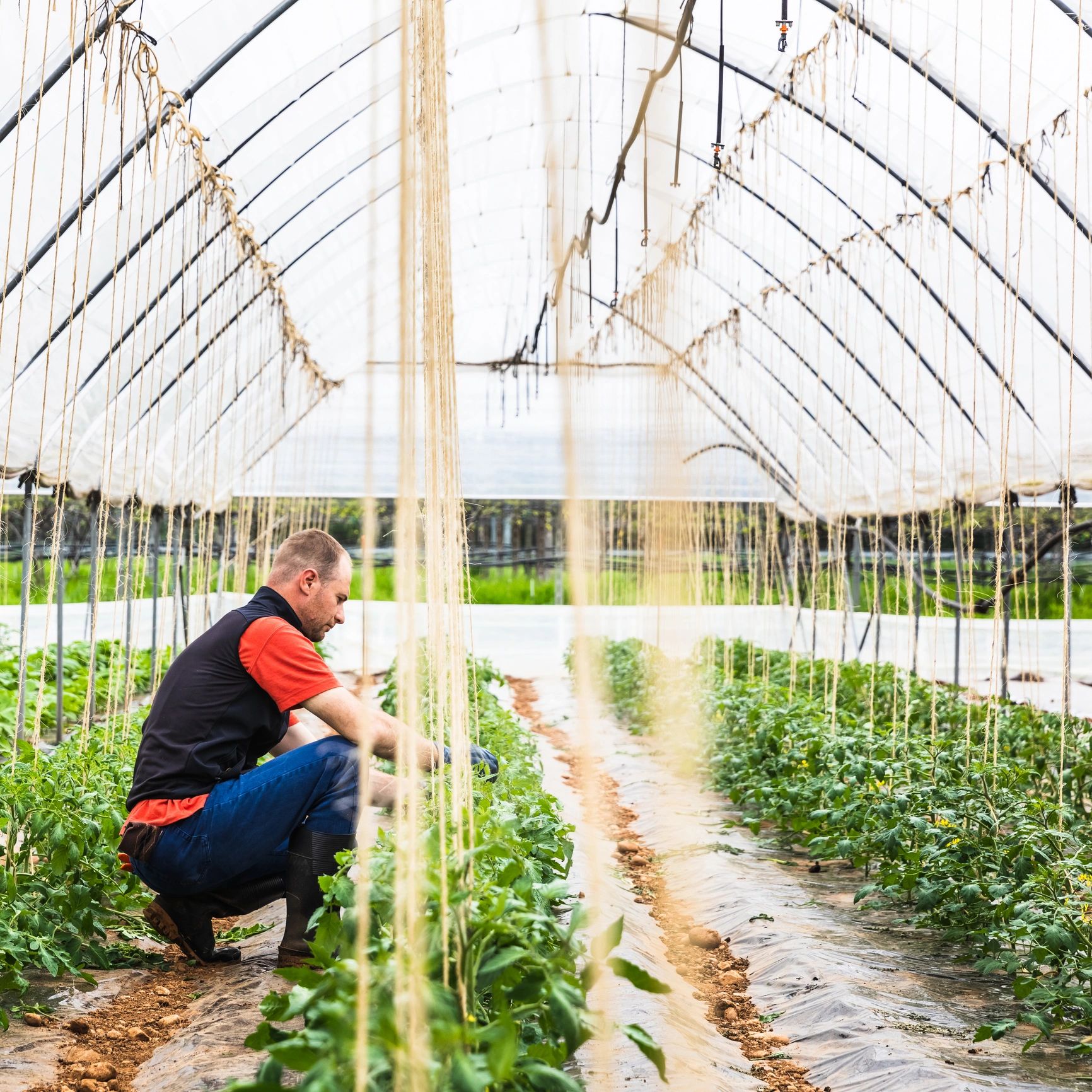 Sustainable Tree Farm: Quality Trees for Every Project