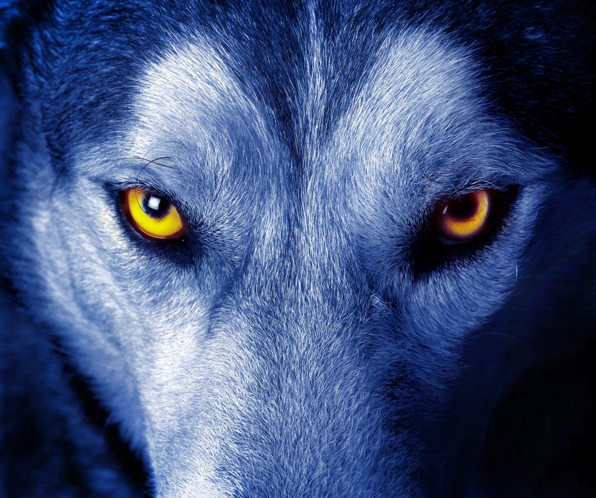 Howl - Join The Pack!