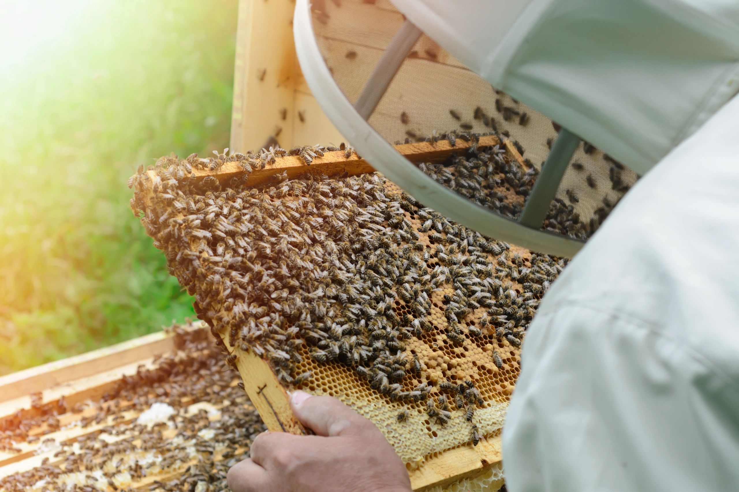 The Golden Beekeeper