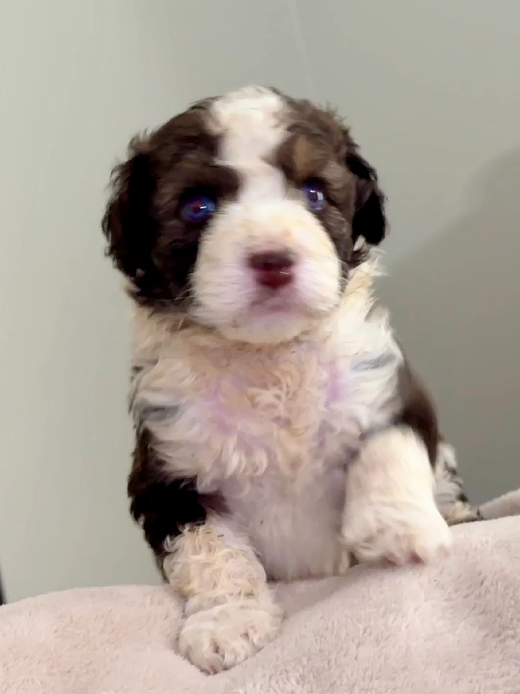 Doodles Standard - Aussie doodles , Golden doodle Puppies