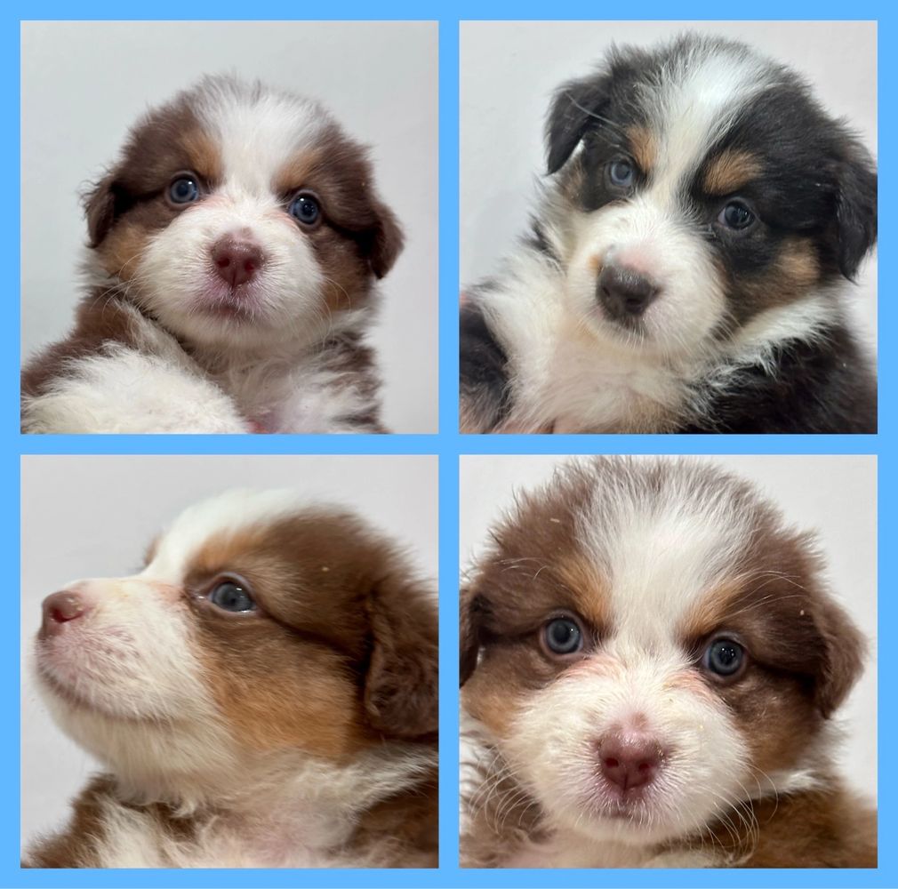 Poodle-Doodles Standard - Poodle, Doodle Puppies