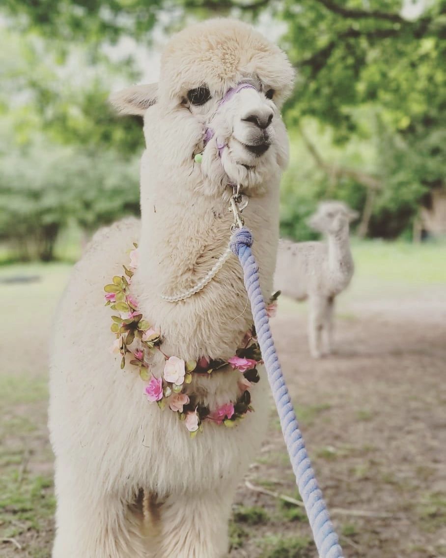 Alpaca Experiences in Birmingham - Trekking & More!