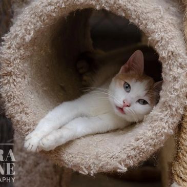 Paws4Life Animal Rescue, Inc.