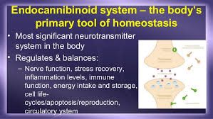 The Endocannabinoid System Part One