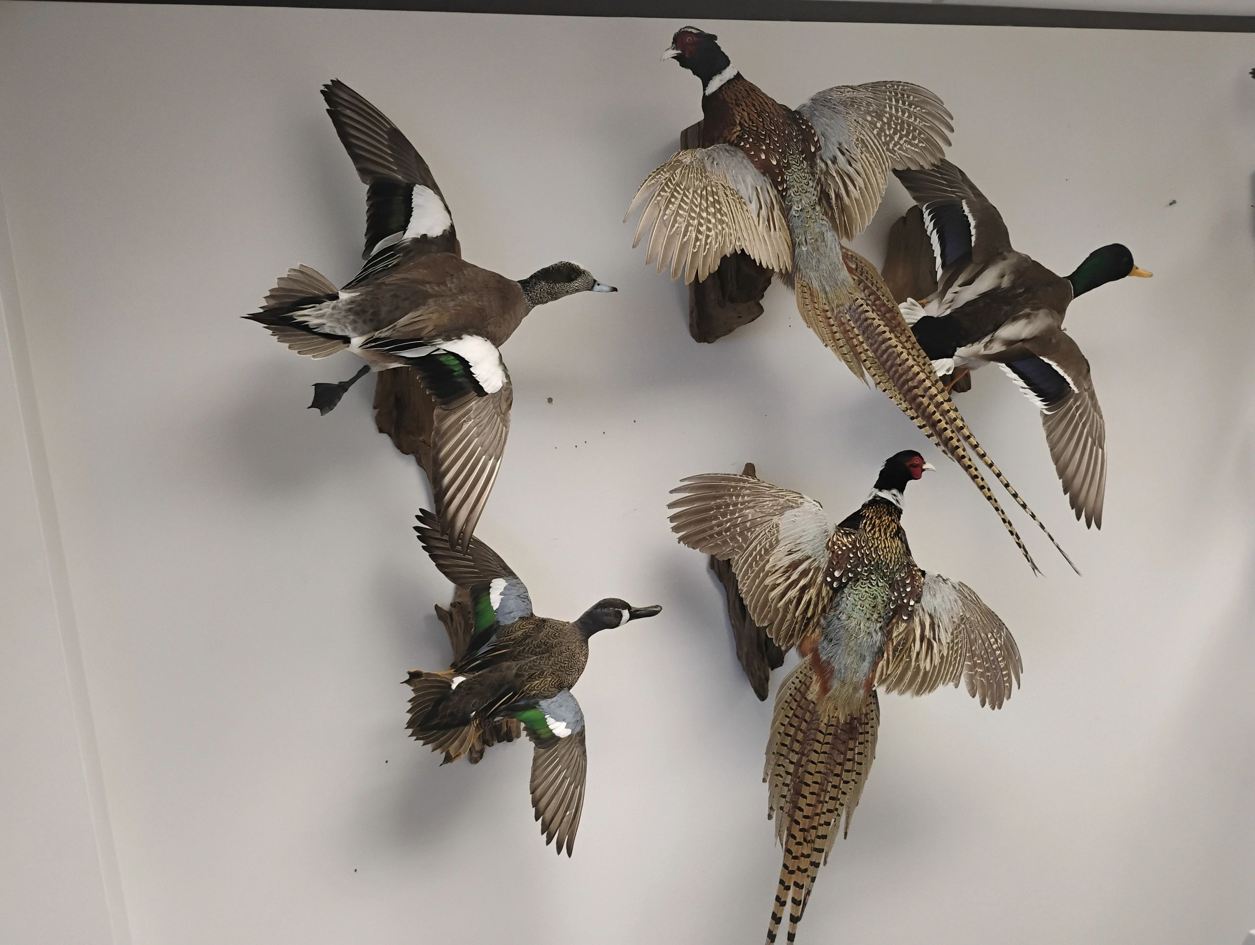 Bird Taxidermy Bird Mounts Bird Specialist - Just Birds