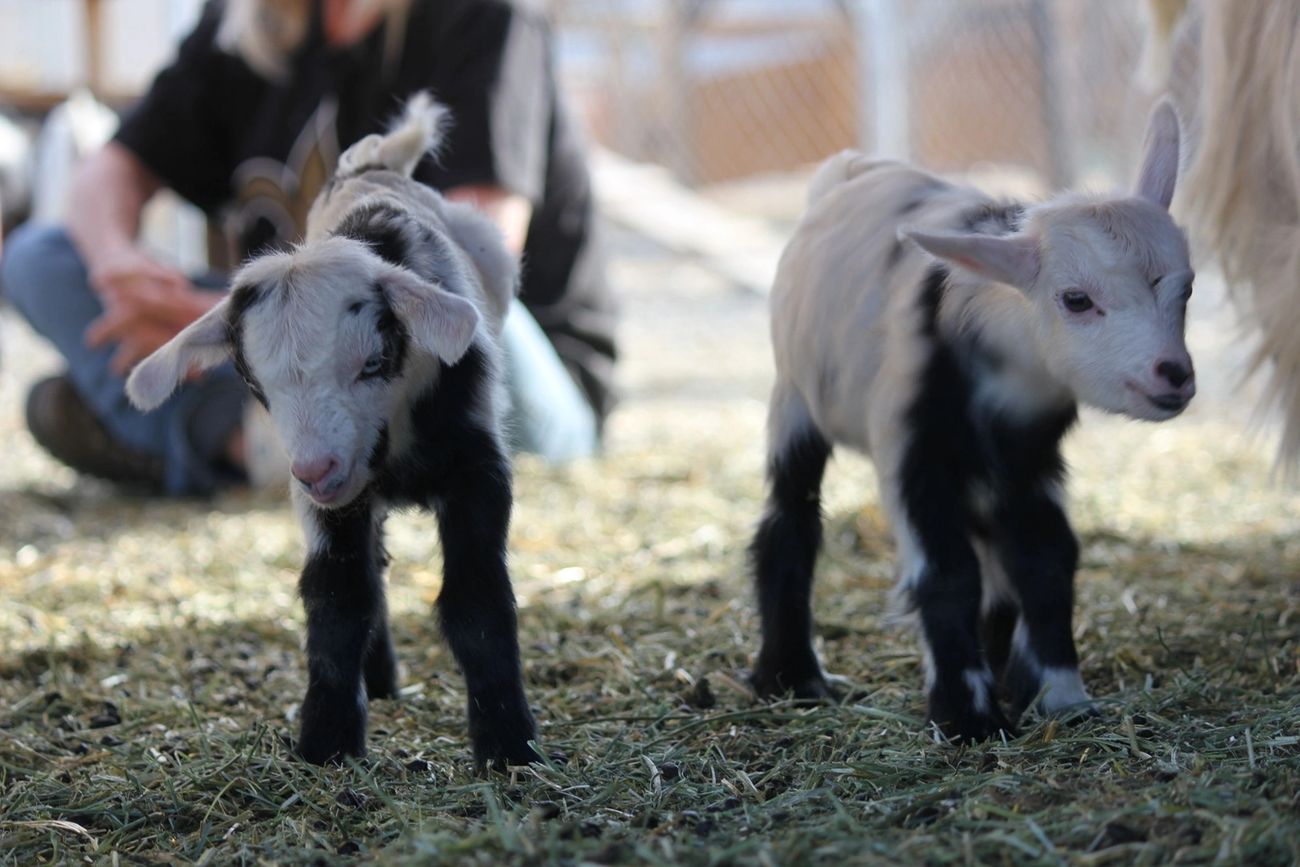 Are Australian Shepherds Good With Goats