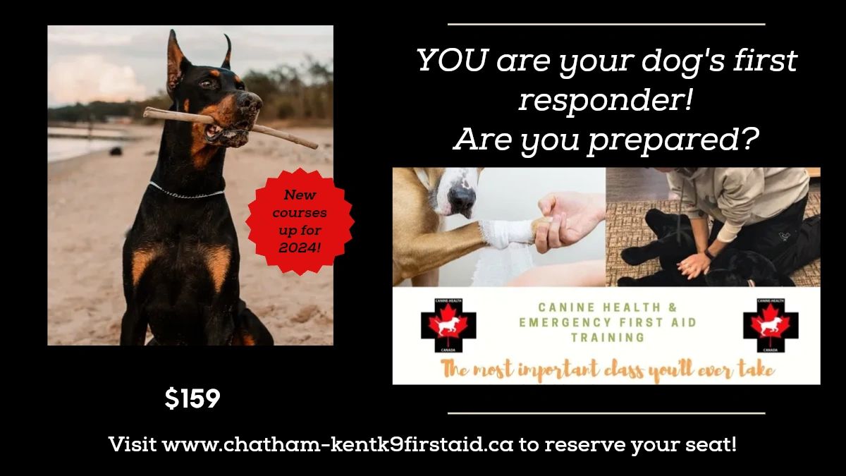 Chatham-Kent K9 First Aid - Health and Emergency First Aid, Health and ...