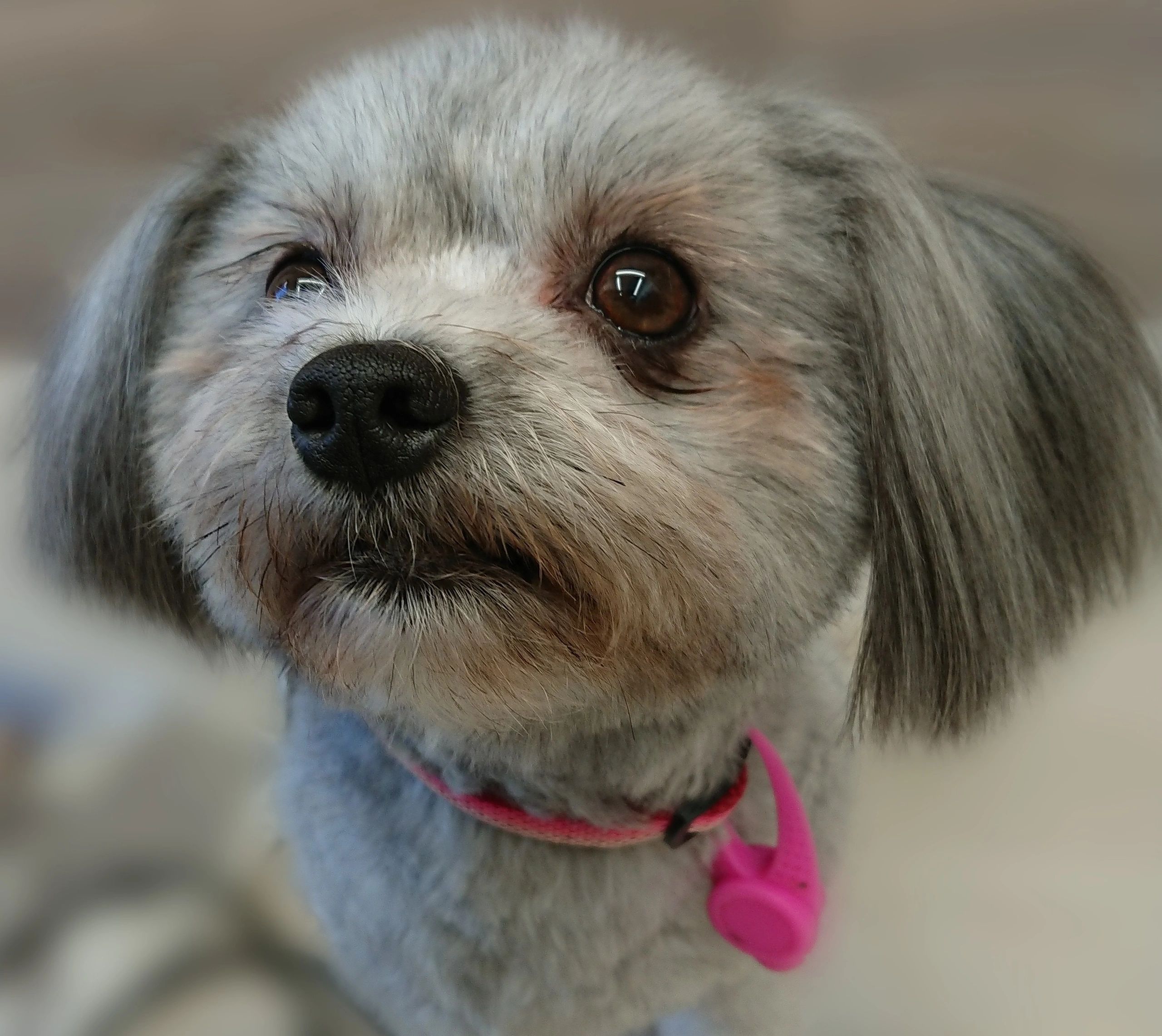 Mucky Pups Professional Dog Grooming