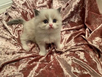 Virginia Ragdolls - Ragdoll Kittens, Available Kittens