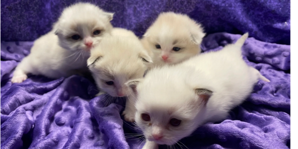 Virginia Ragdolls - Ragdoll Kittens, Available Kittens