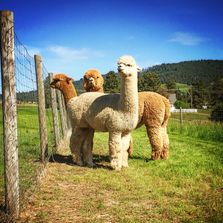 Grazing Hills Alpaca Ranch - Alpacas, Farm
