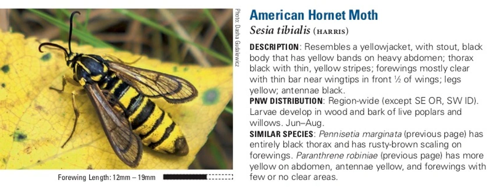 Pacific Northwest Insects - Insect Field Guide, Pacific Northwest