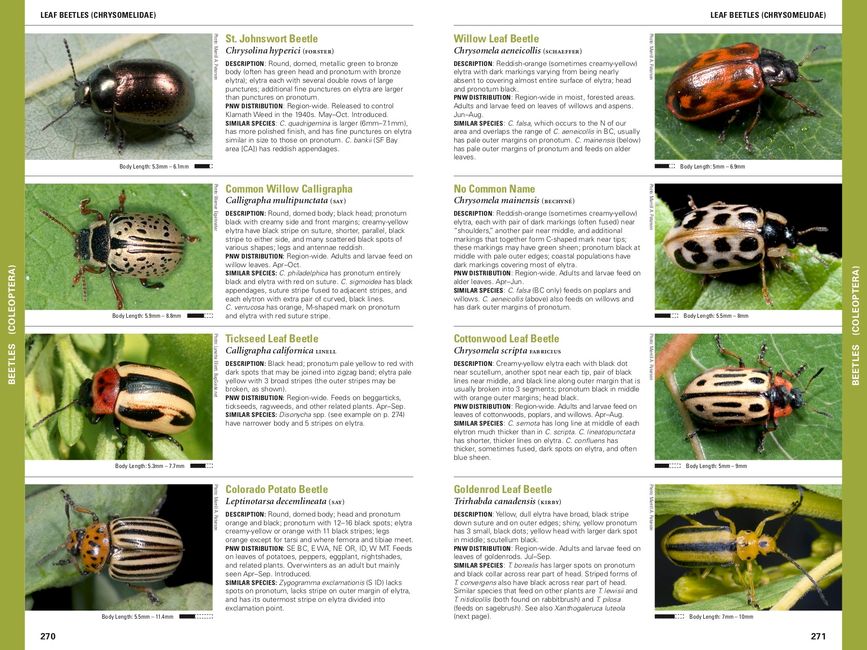 Pacific Northwest Insects - Insect Field Guide, Pacific Northwest