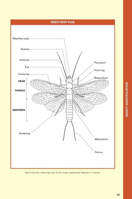 Pacific Northwest Insects - Insect Field Guide, Pacific Northwest