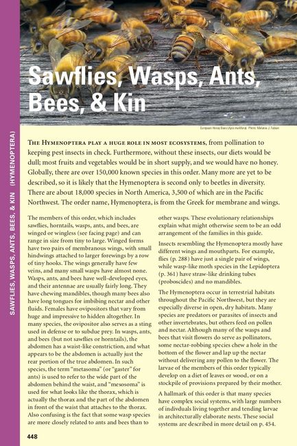 Pacific Northwest Insects - Insect Field Guide, Pacific Northwest